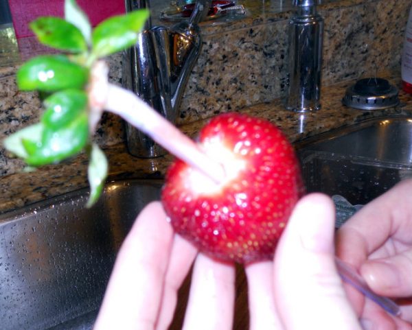 Easy Way to Hull Strawberries - Clever Housewife