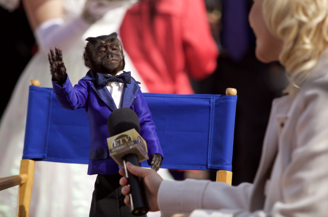 Monkey Up Starring Crystal, the Capuchin - Clever Housewife